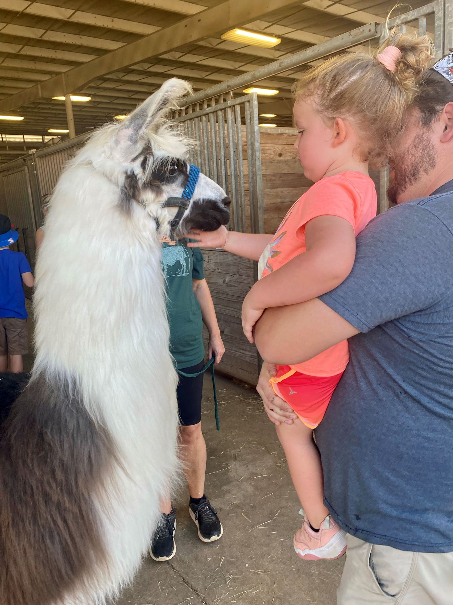 Horse & Llama Shows