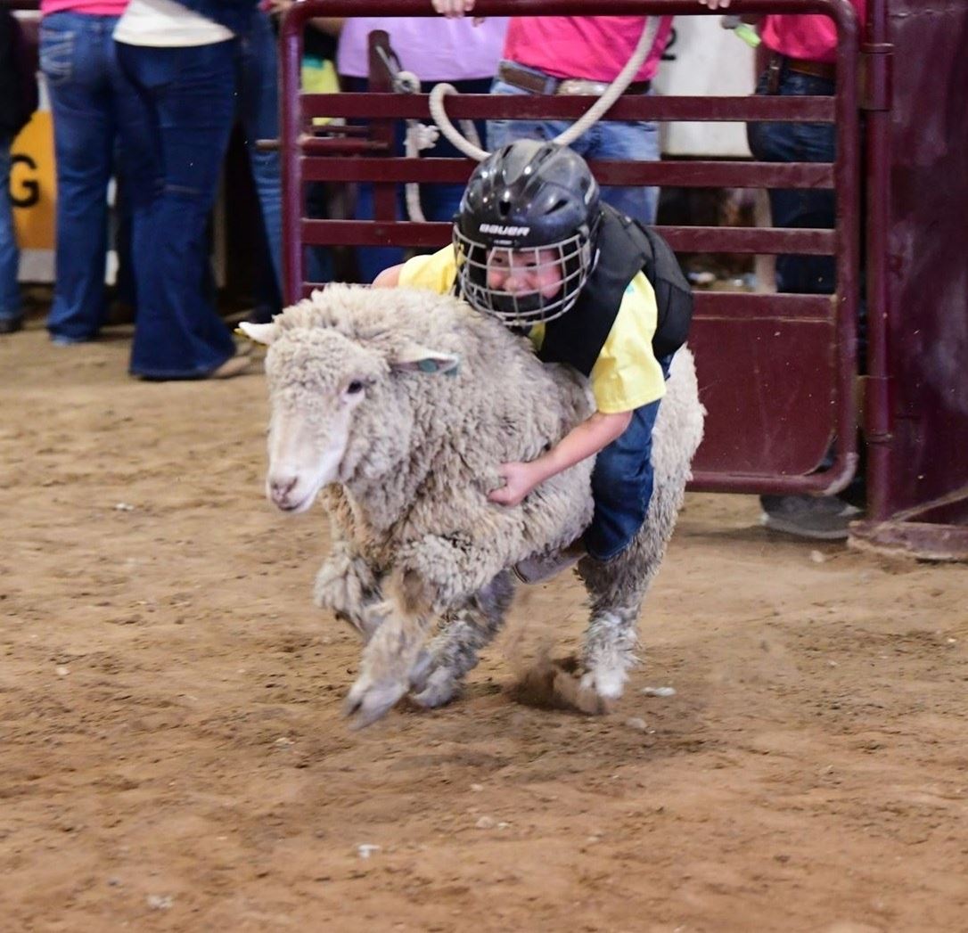Mutton Bustin'