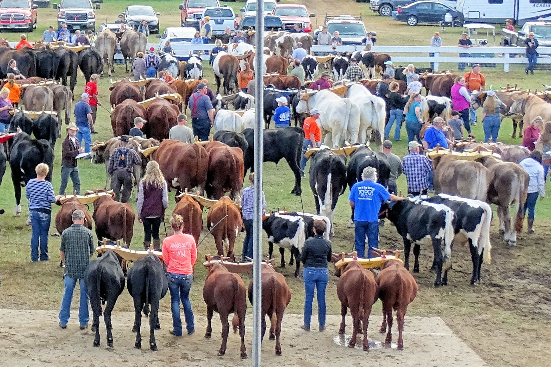 Steer & Oxen - Show