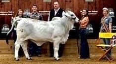 Purebred Cattle Show