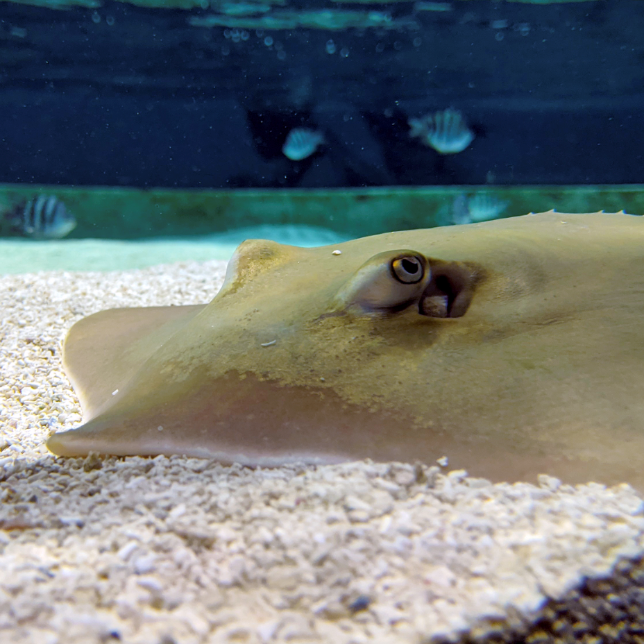 Animals at Mississippi Aquarium