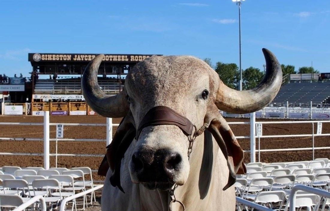 Attractions Animal Act/Shows