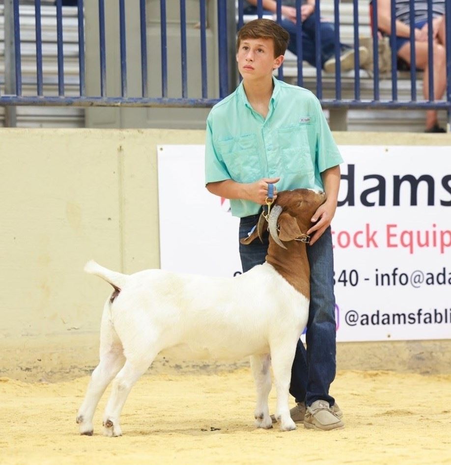 Livestock Show & Contests