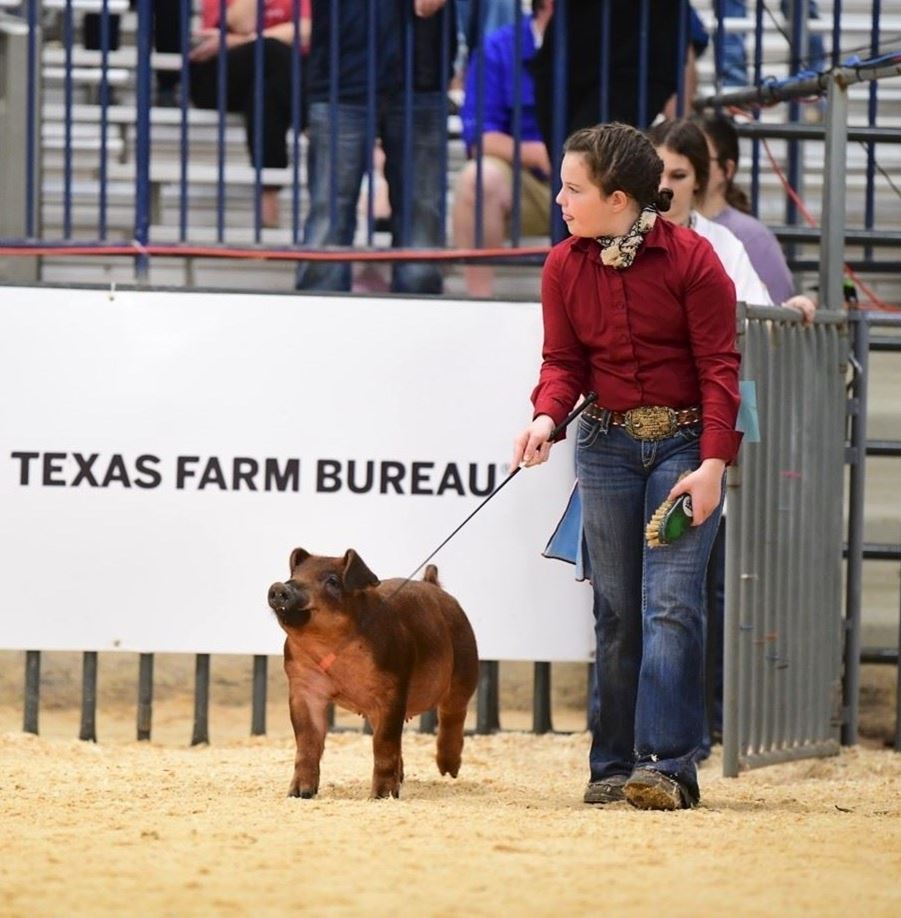 Livestock Show & Contests