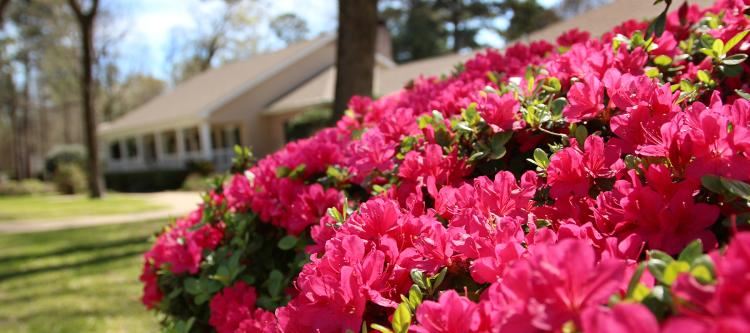 Tour Texas' Largest Azalea Garden
