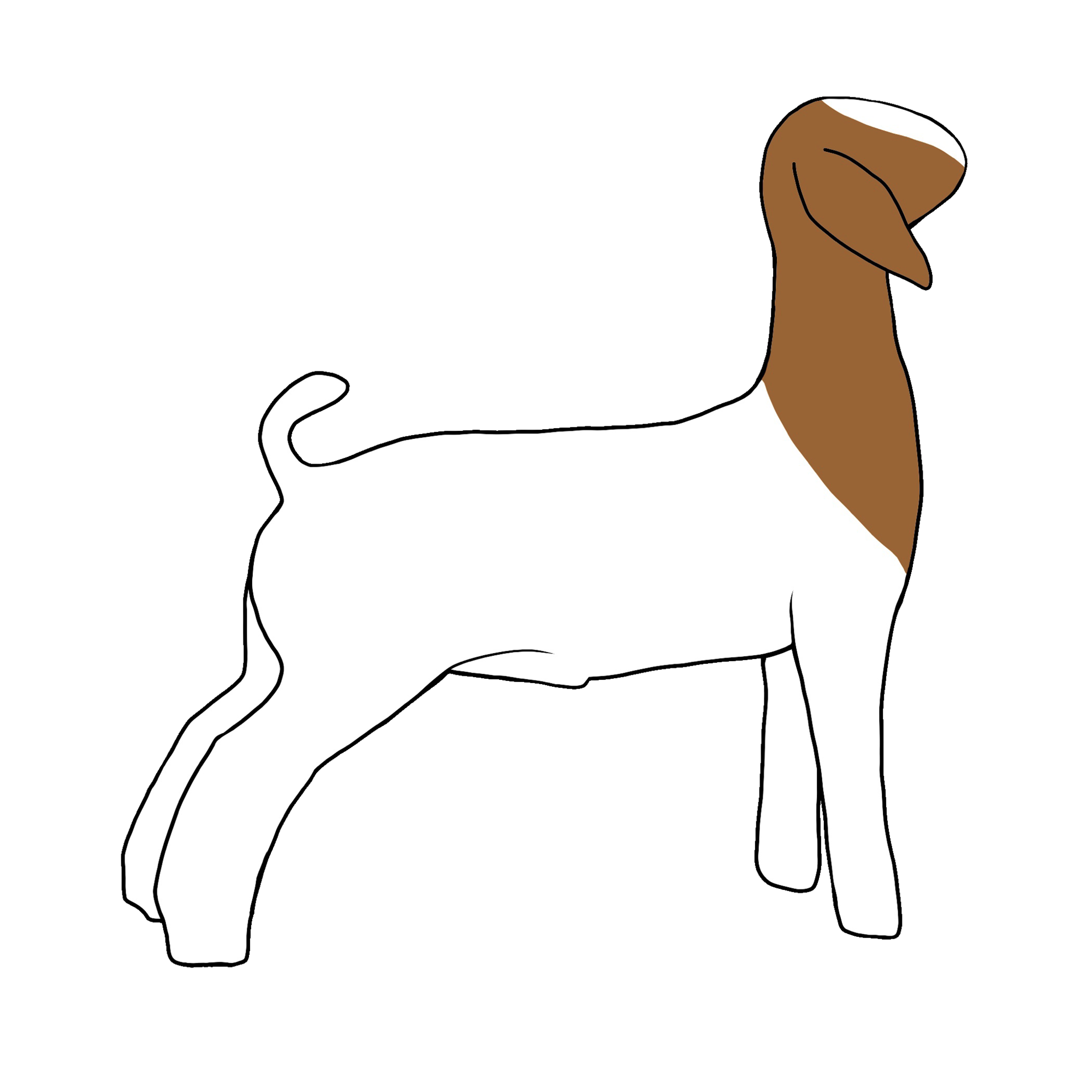 Market Goat Showmanship