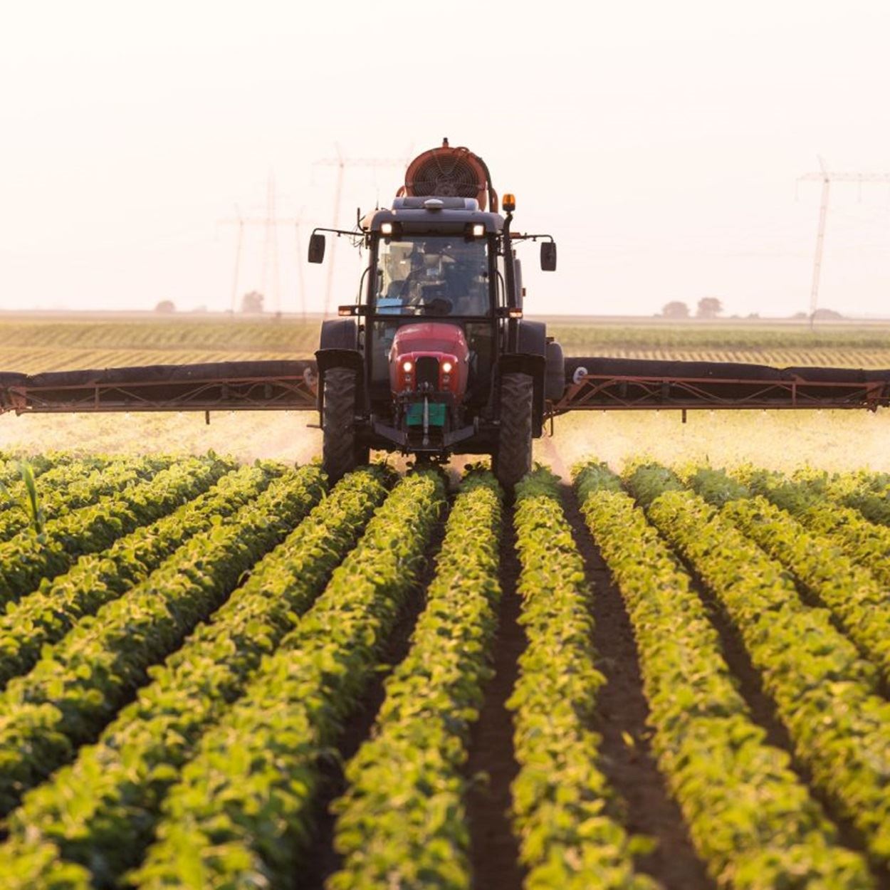 National Peanut Festival