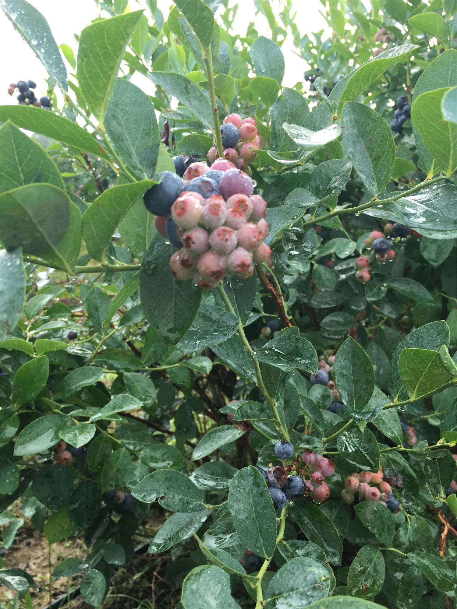 Lake Creek Blueberry Farm