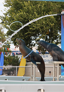 Tri-State Fair & Rodeo, Amarillo, Texas