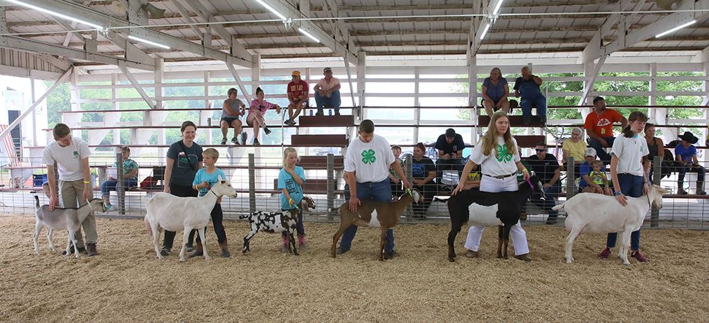 4-H/FFA Dairy Goat Show