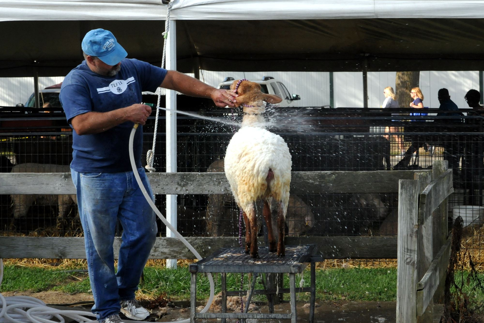 2019 Canfield Fair Photos