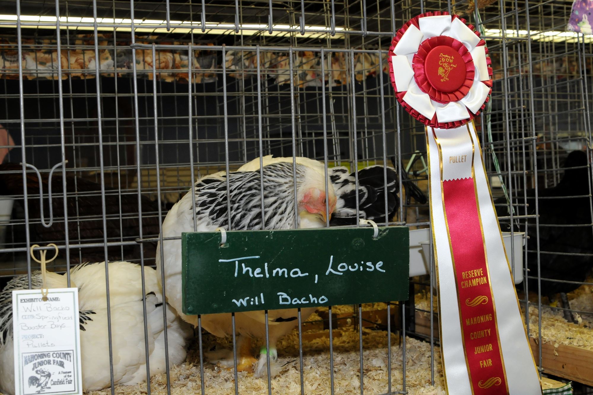 2019 Canfield Fair Photos