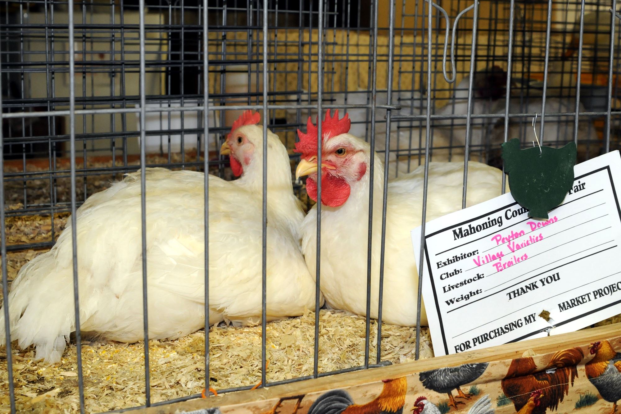 2019 Canfield Fair Photos