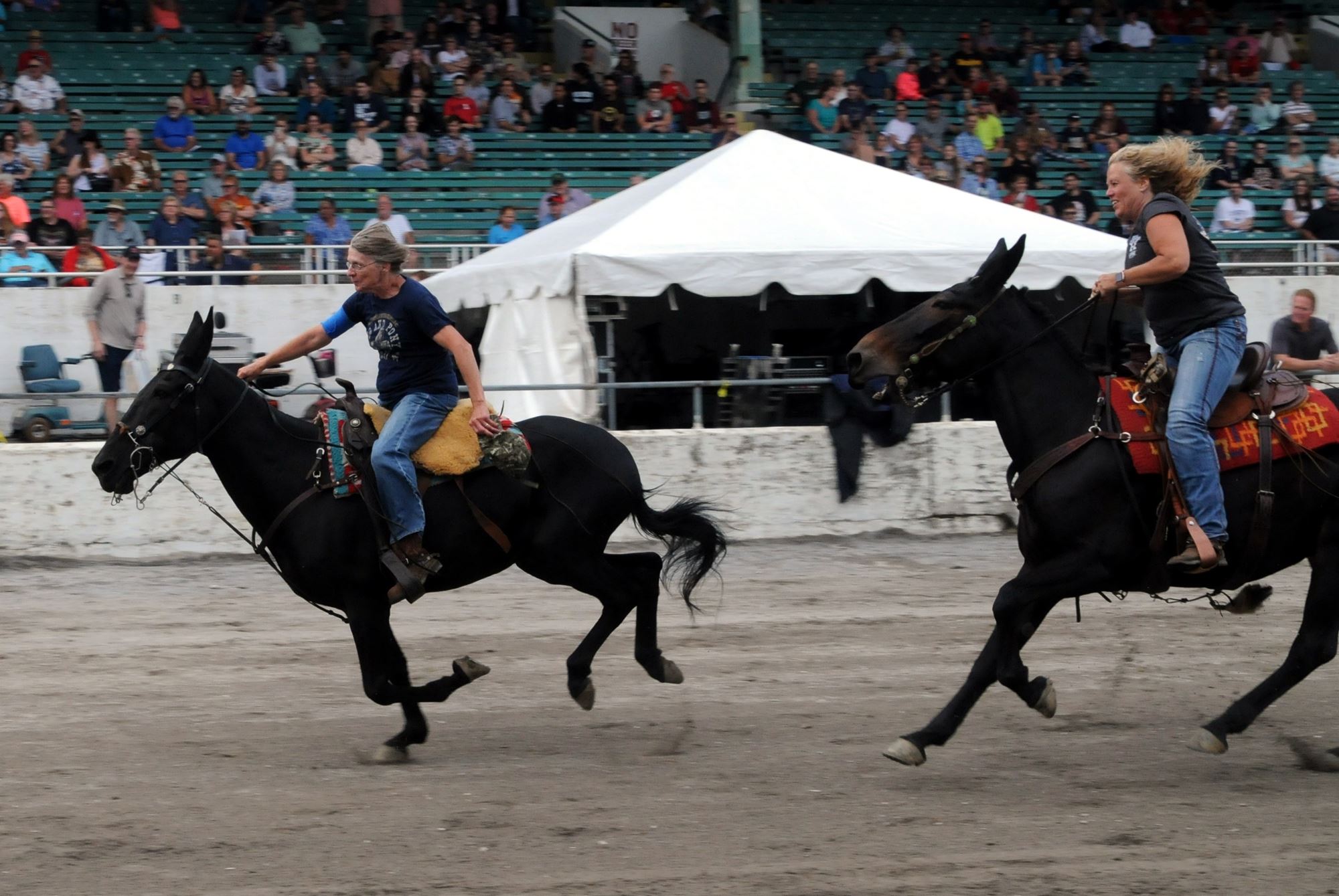 2019 Canfield Fair Photos