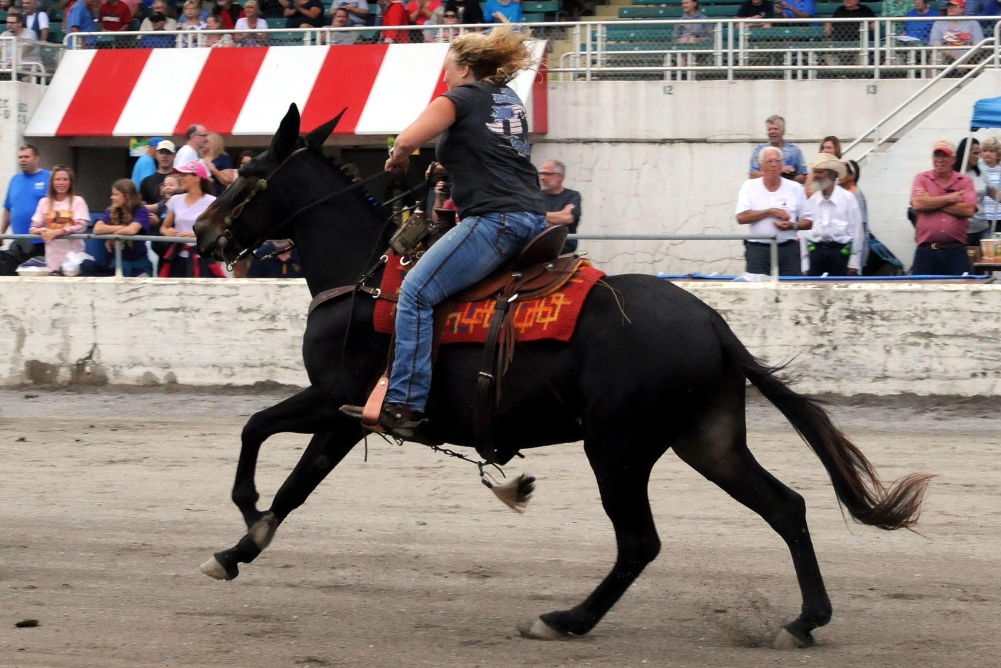 2019 Canfield Fair Photos