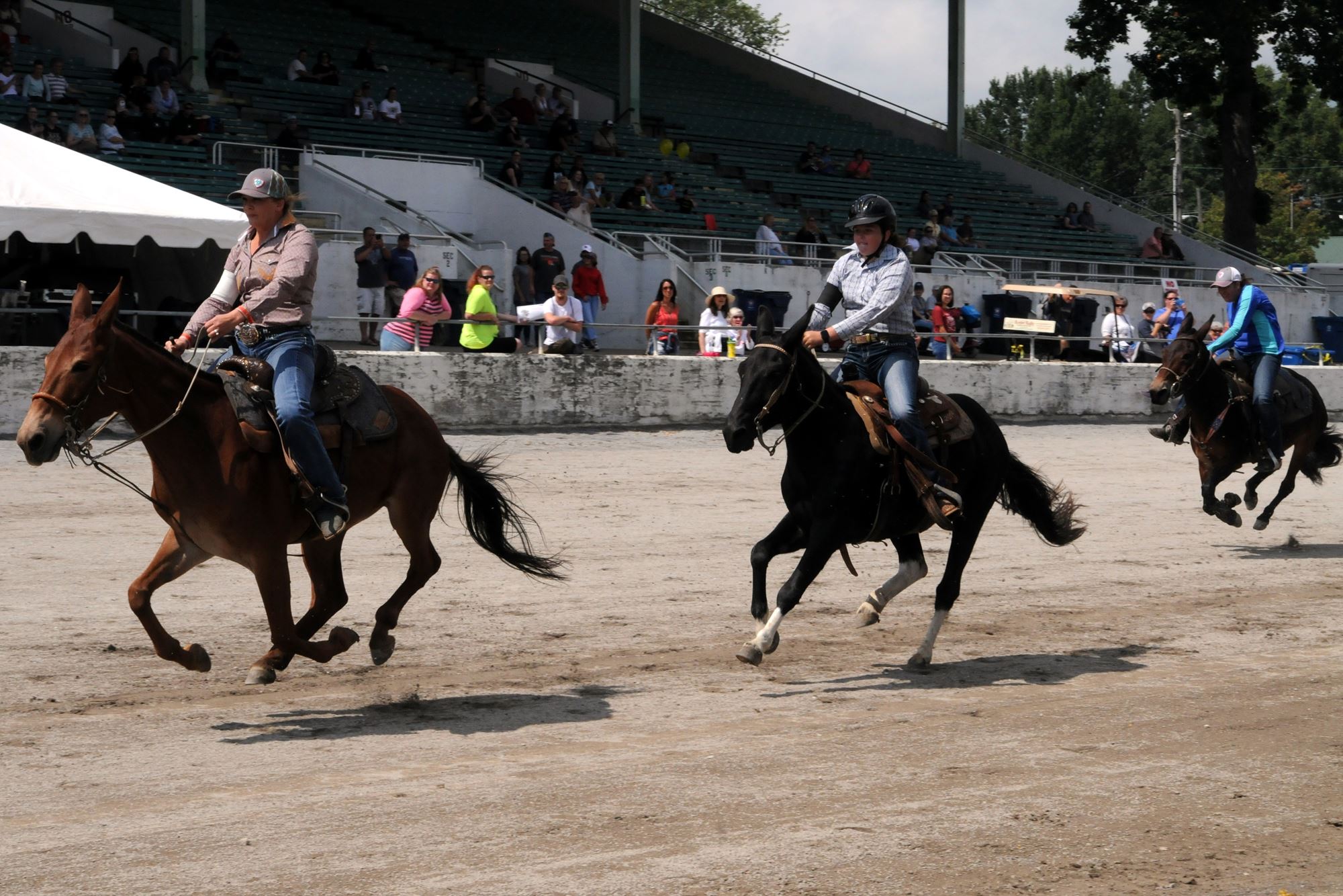 2019 Canfield Fair Photos