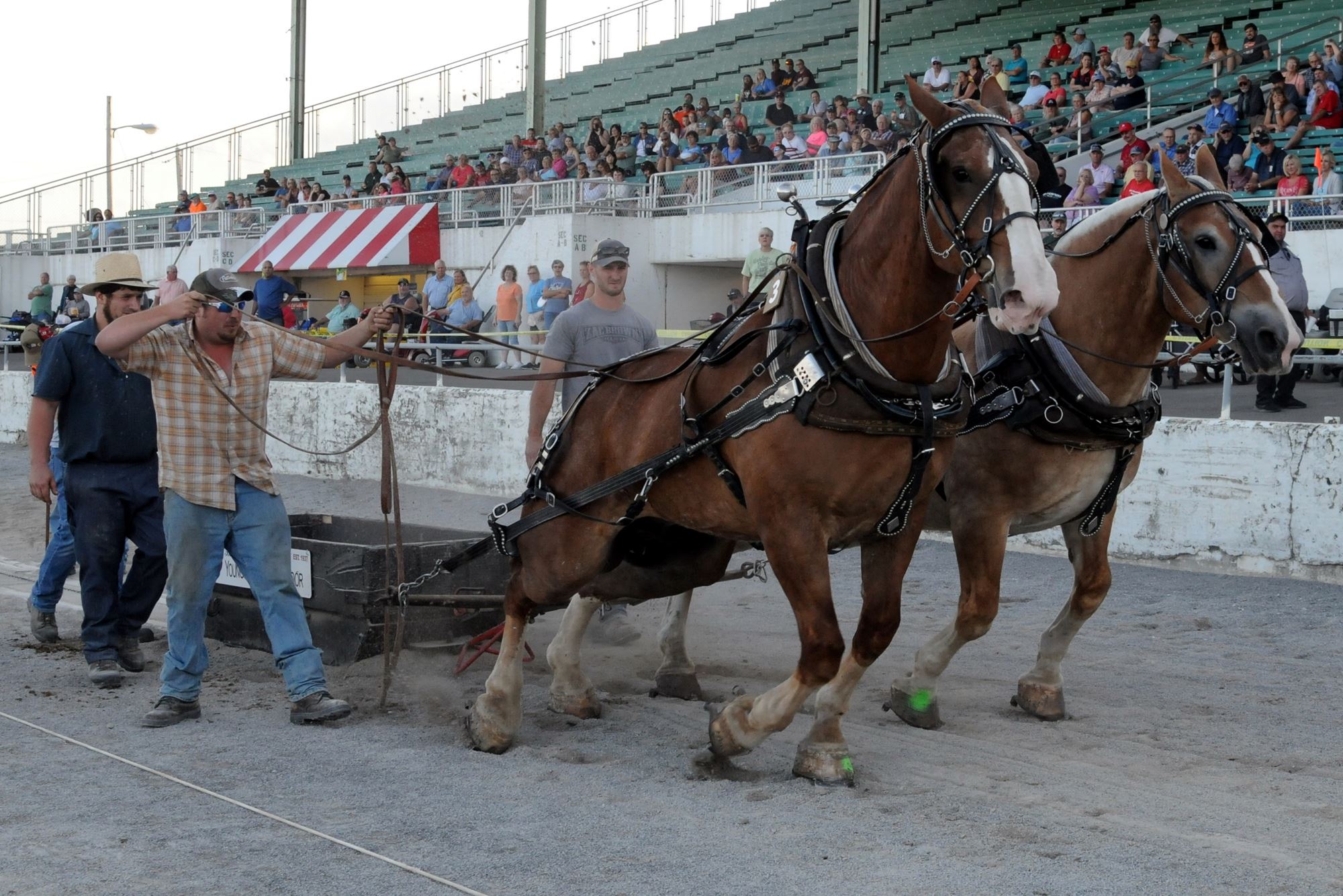 2019 Canfield Fair Photos