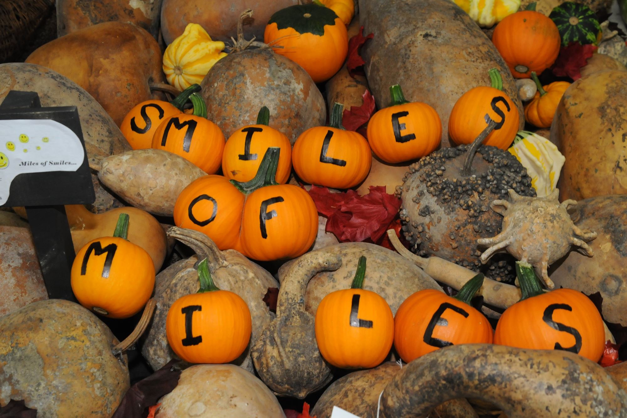 2019 Canfield Fair Photos