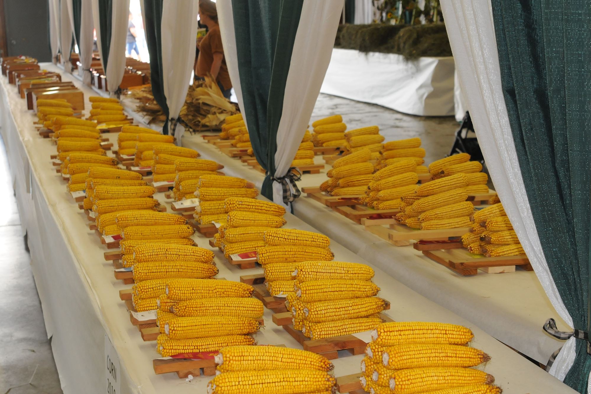 2019 Canfield Fair Photos