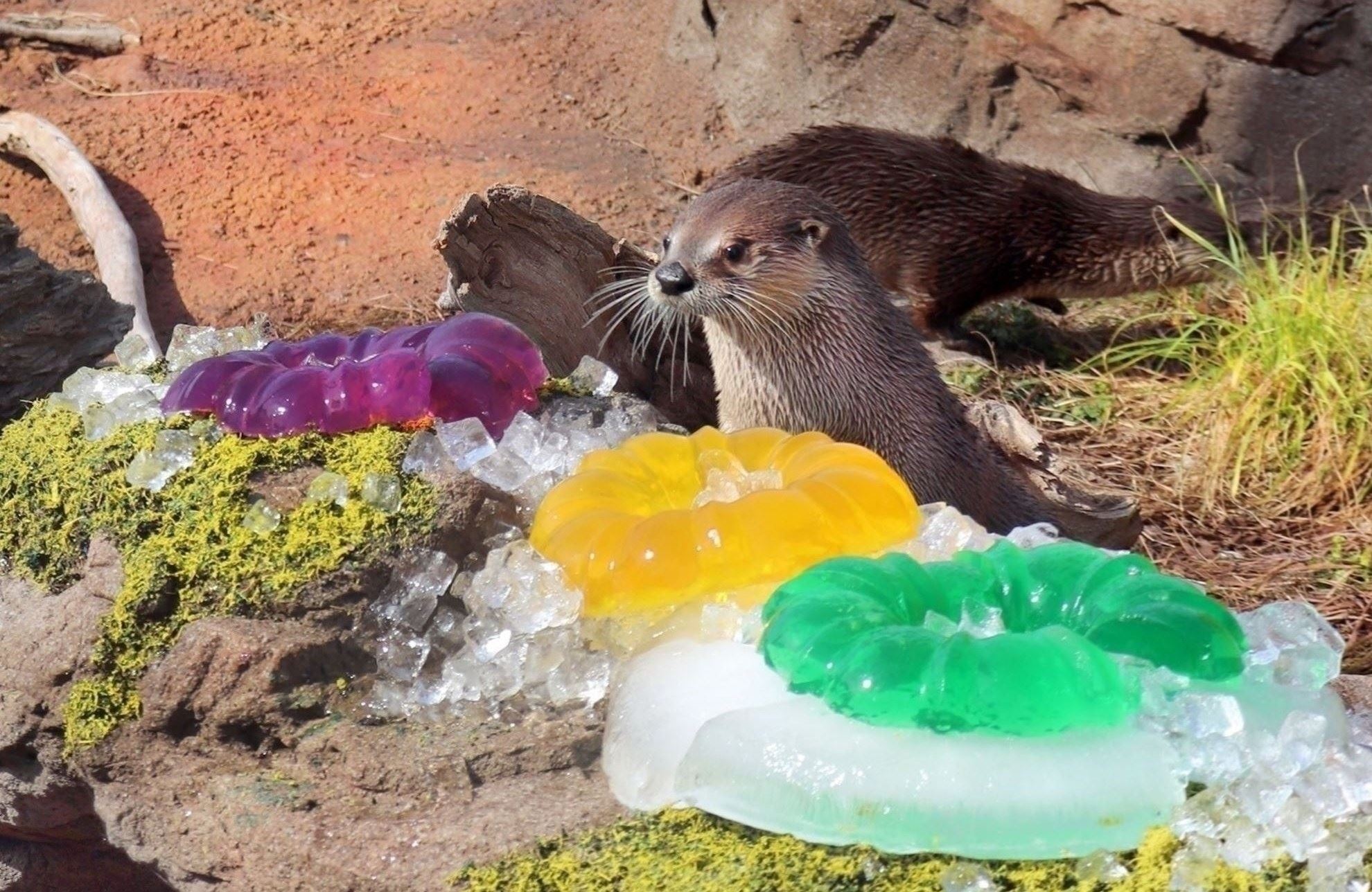 Training & Enrichment at Mississippi Aquarium