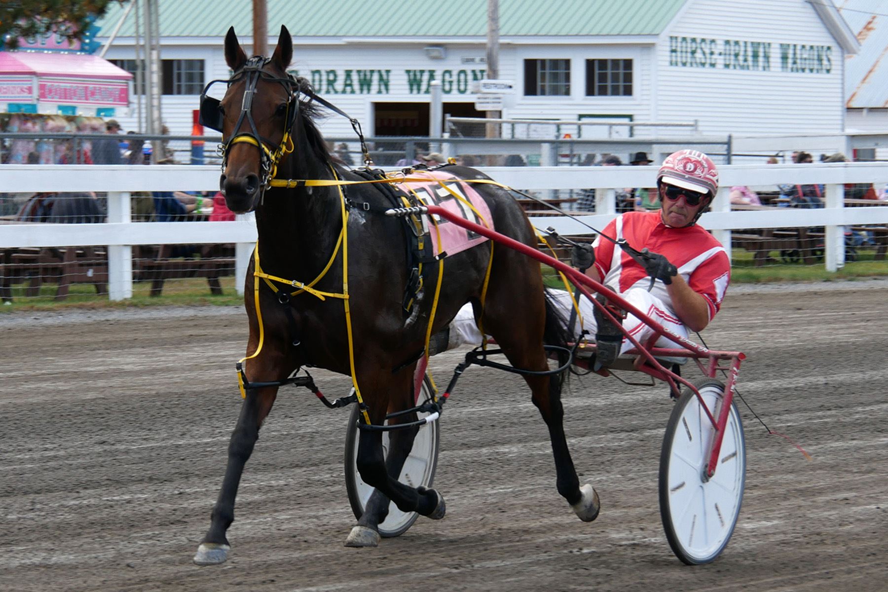 Harness Racing