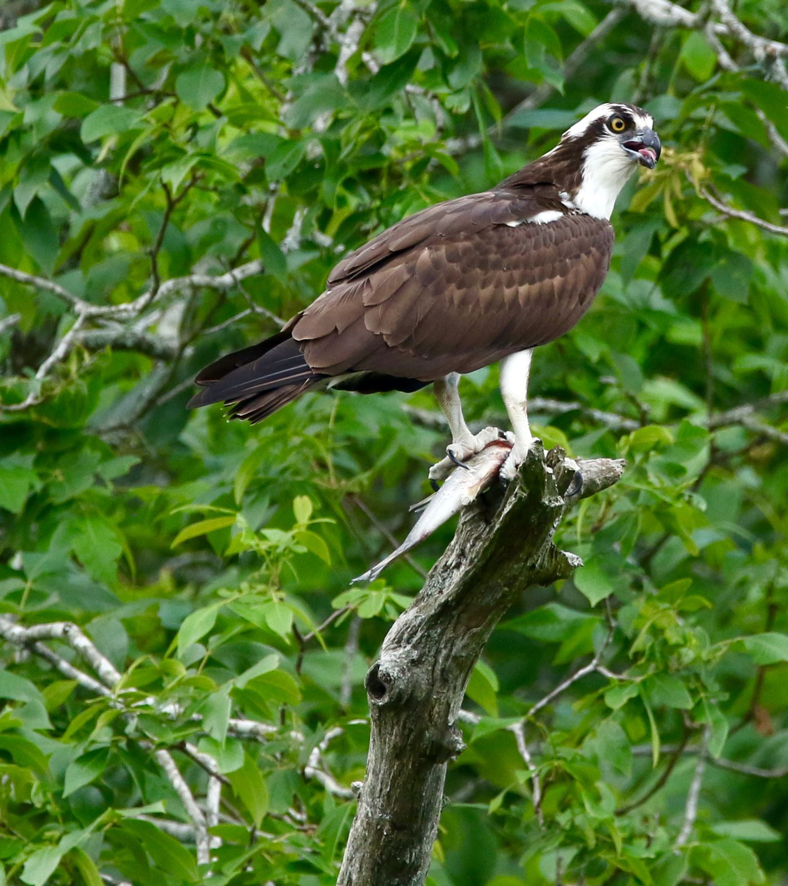 Big Haynes Creek Nature Center