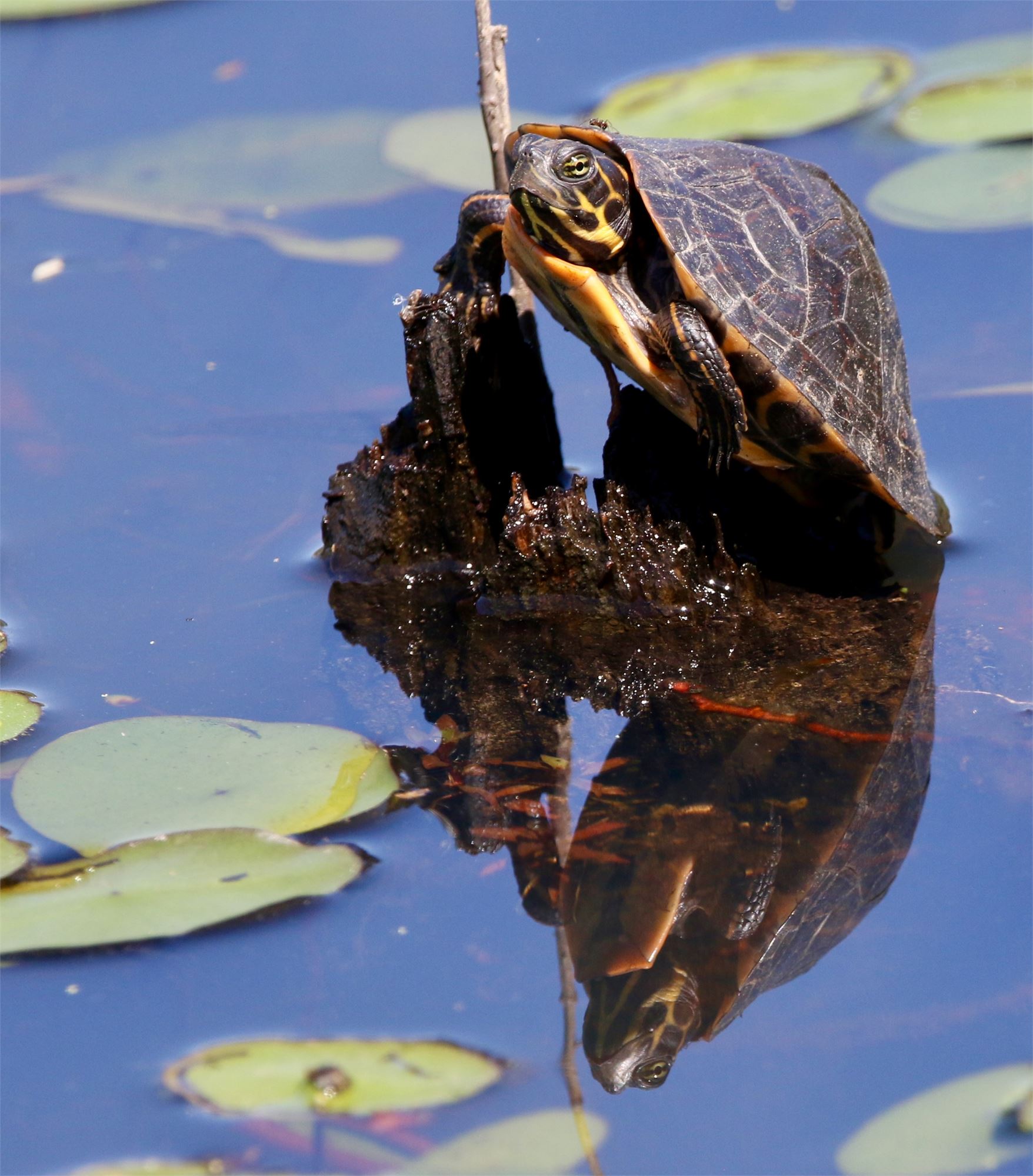 Big Haynes Creek Nature Center