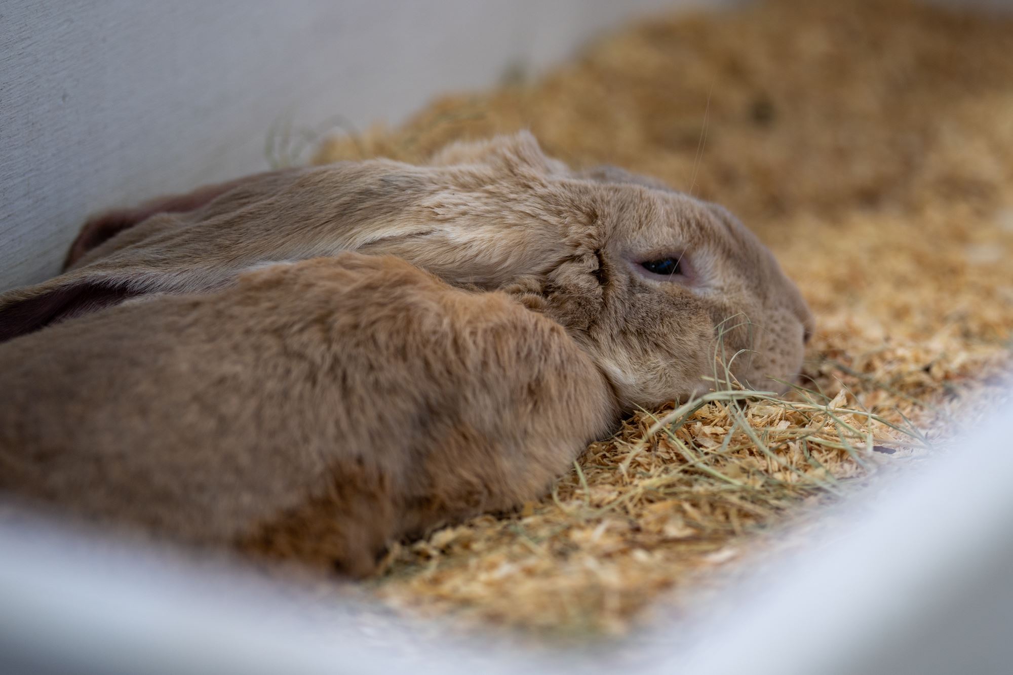 Rabbit Show & Exhibit