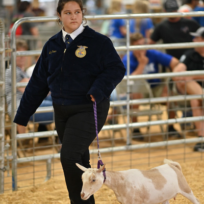 Competitions, Contests & Shows