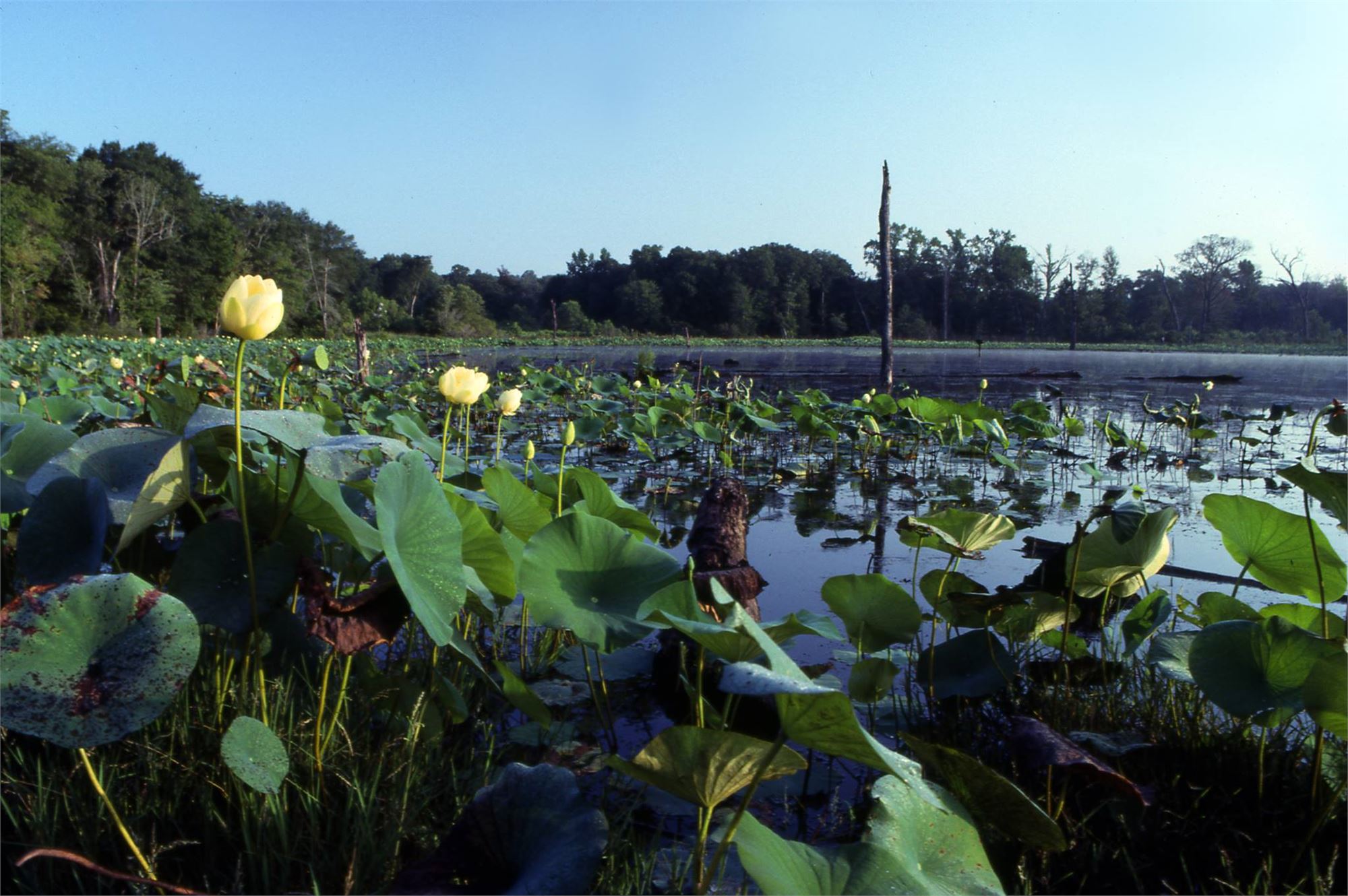 Gus Engeling Wildlife Management Area