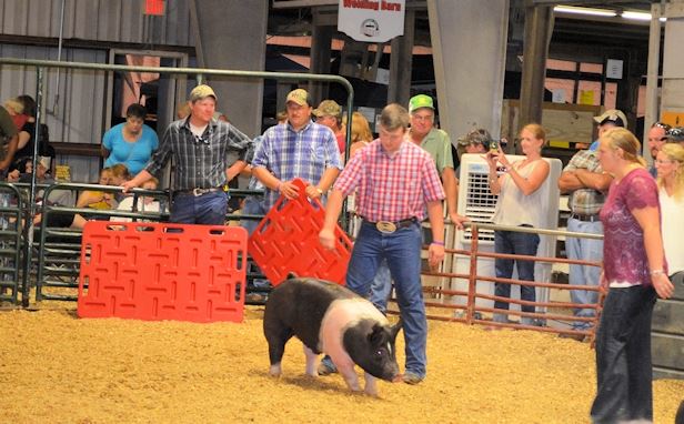 2016 Fair Photo Gallery