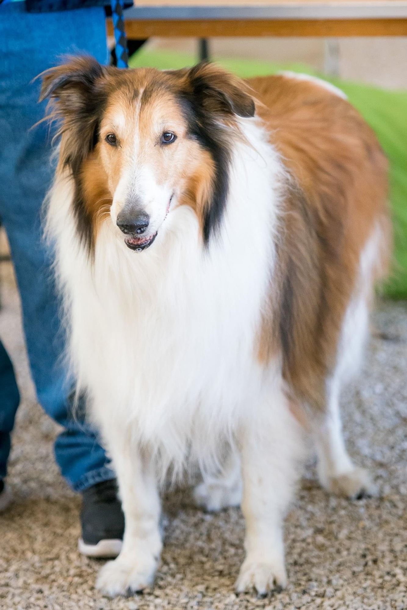 Scottish Dog Presentation