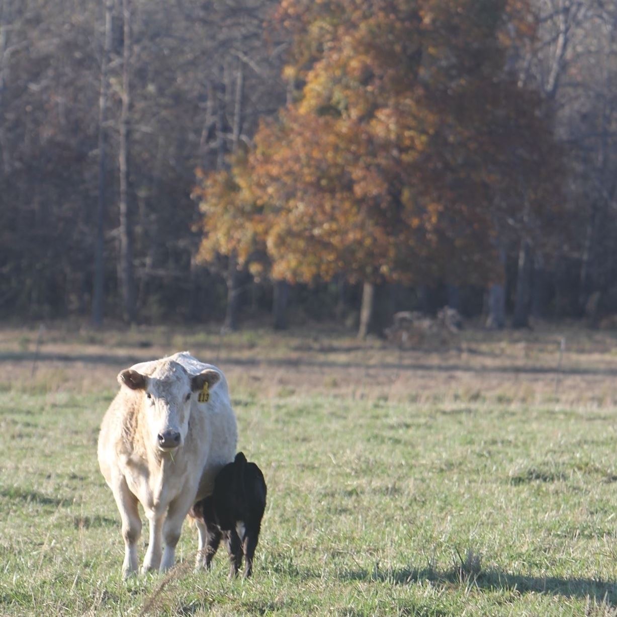 Fall Central AL Beef and Forage Meeting
