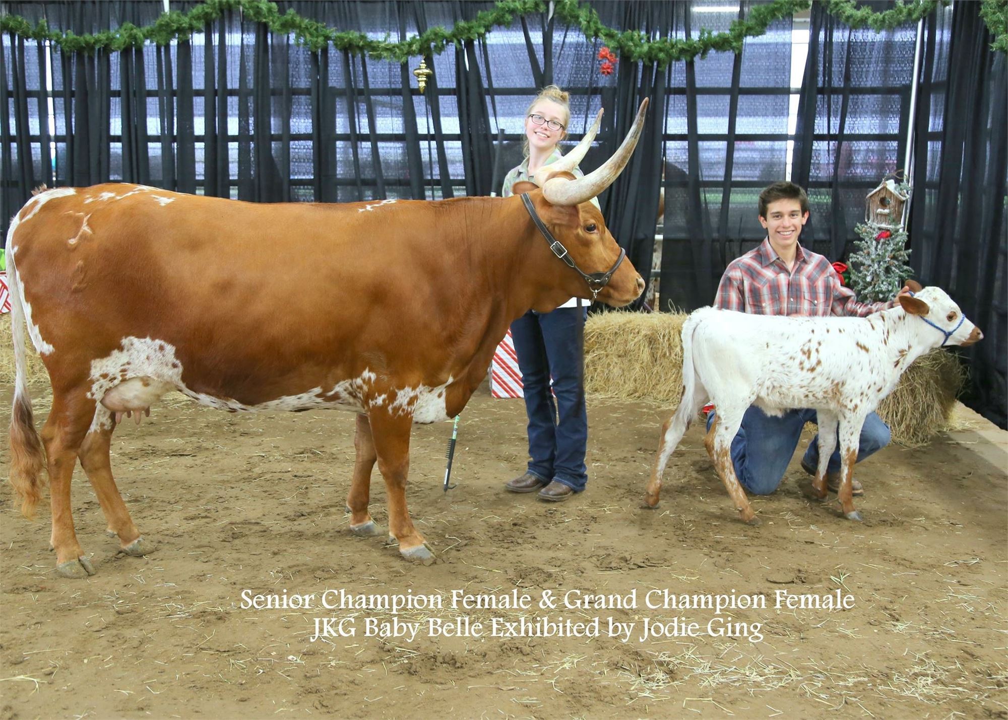 South Texas Longhorn Association - Winter Festival Show