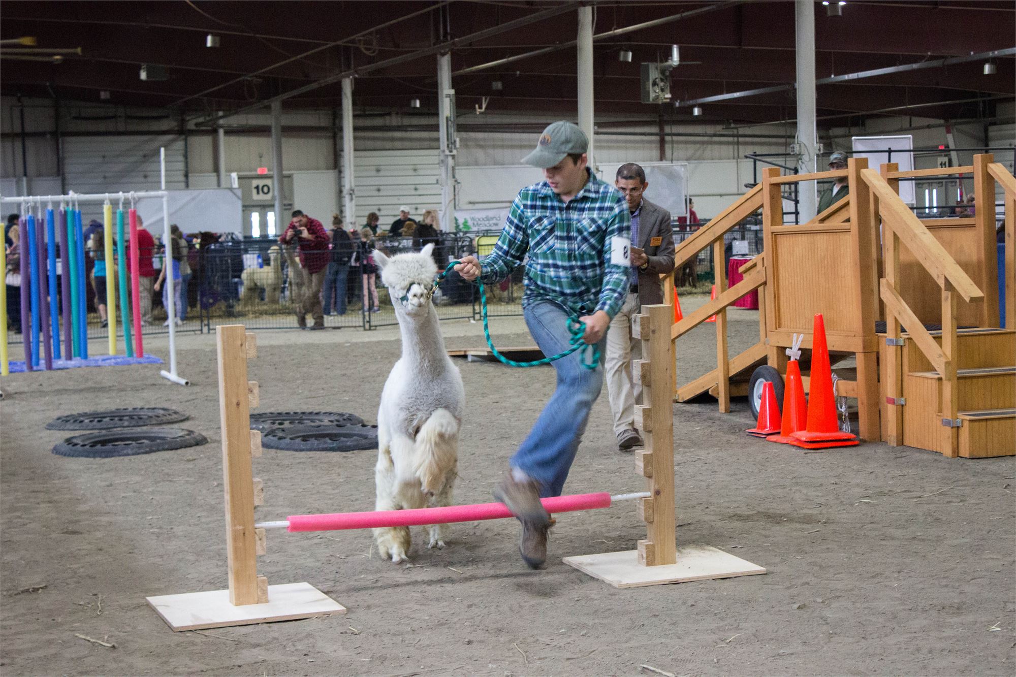 2017 Alpaca Show Photos