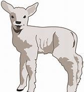 Market Lamb & Breeding Sheep Check In