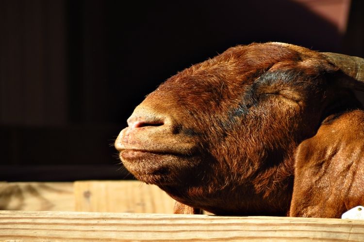 2013 Fair Photo Gallery