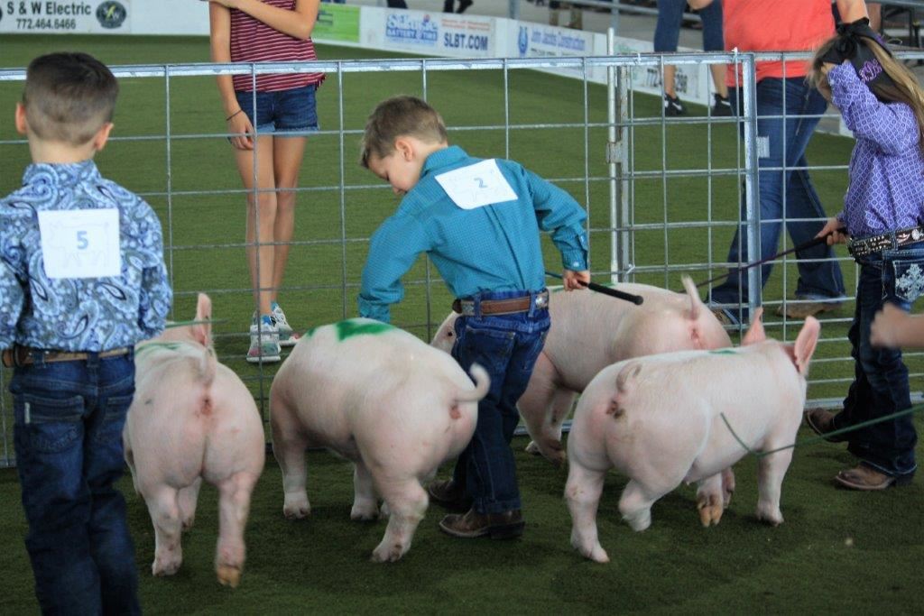 Livestock Contests