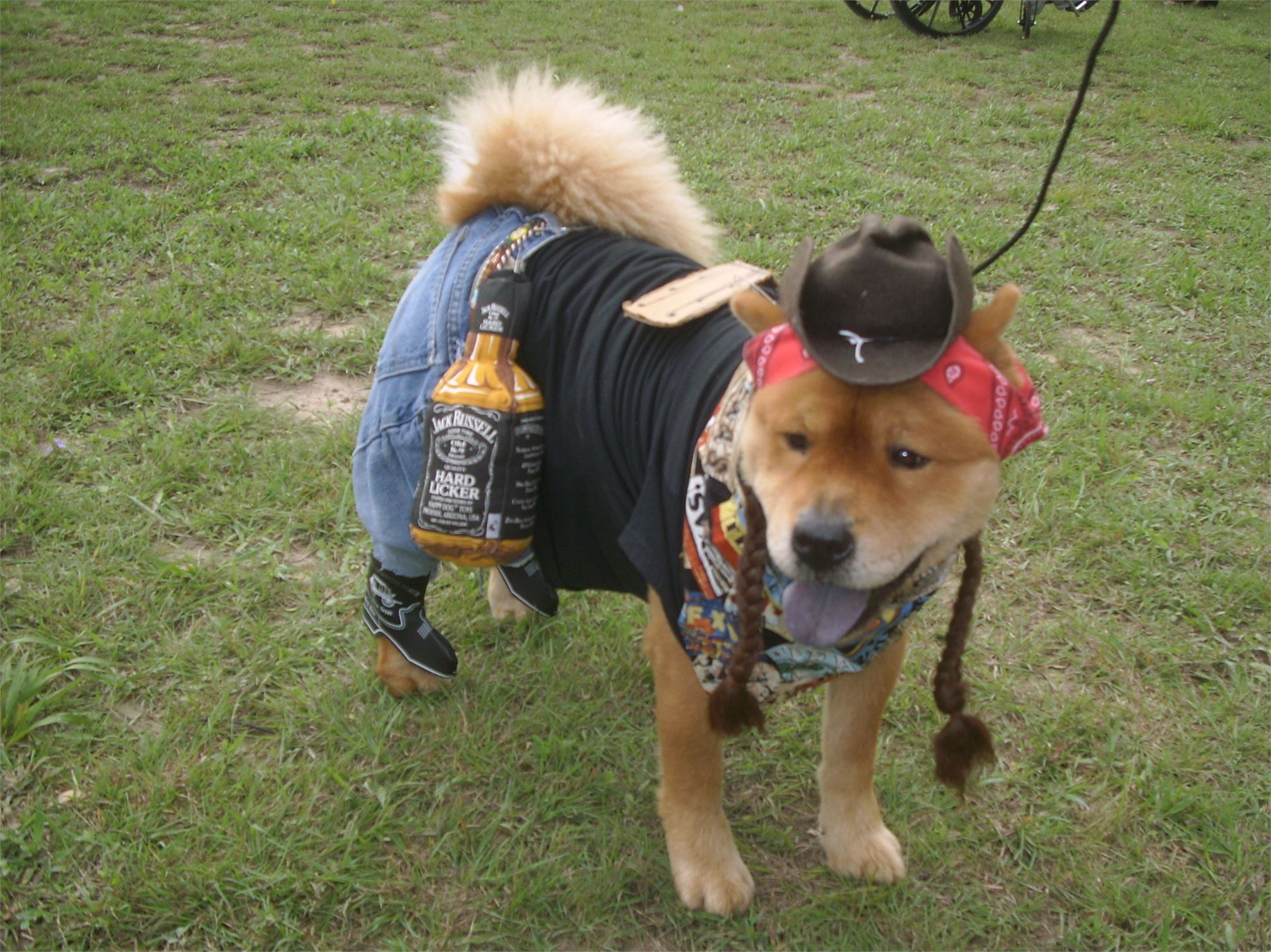 Pet Parade