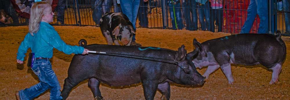 Wilson County Fair-Tennessee State Fair Swine Show