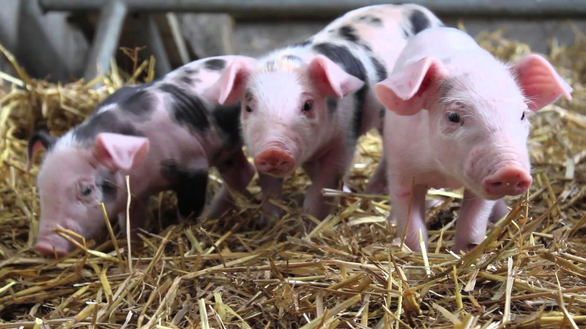 MUSTANG SEEDS Ag Education Center