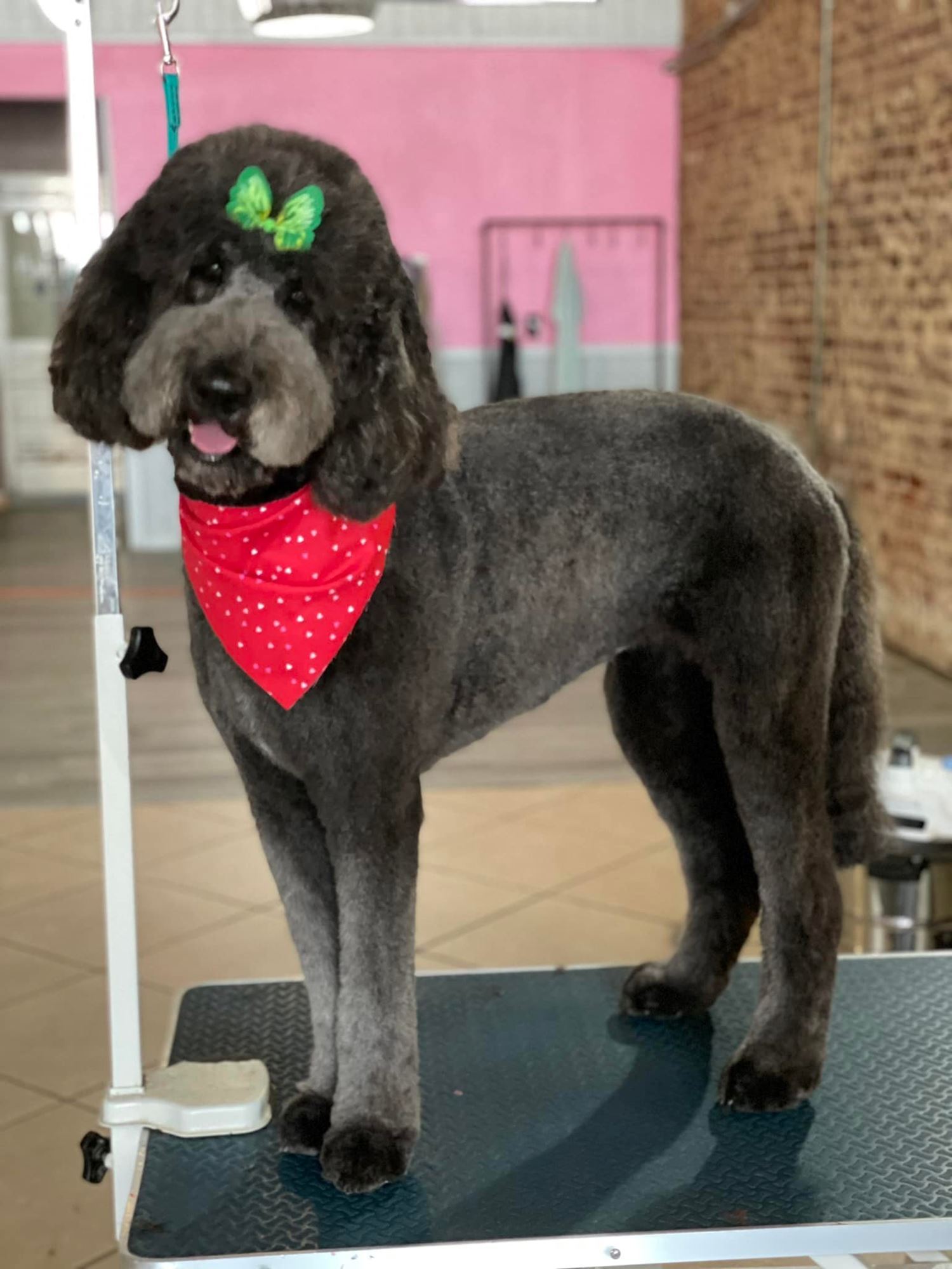 Posh Paws Pet Grooming