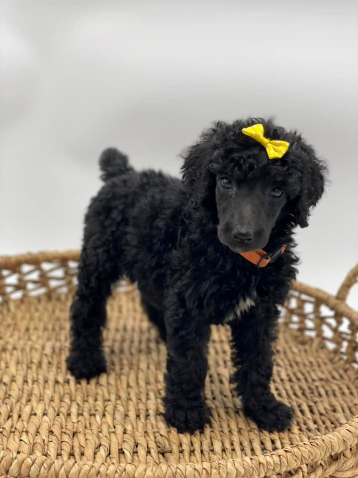 Posh Paws Pet Grooming