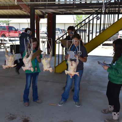 Competitions, Contests & Shows