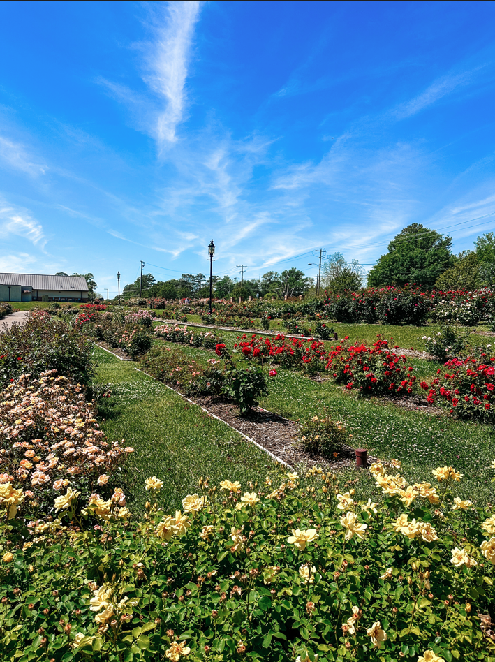 Tyler Municipal Rose Garden