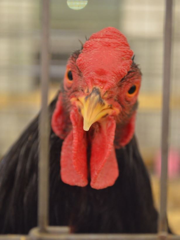 2016 Fair Photo Gallery