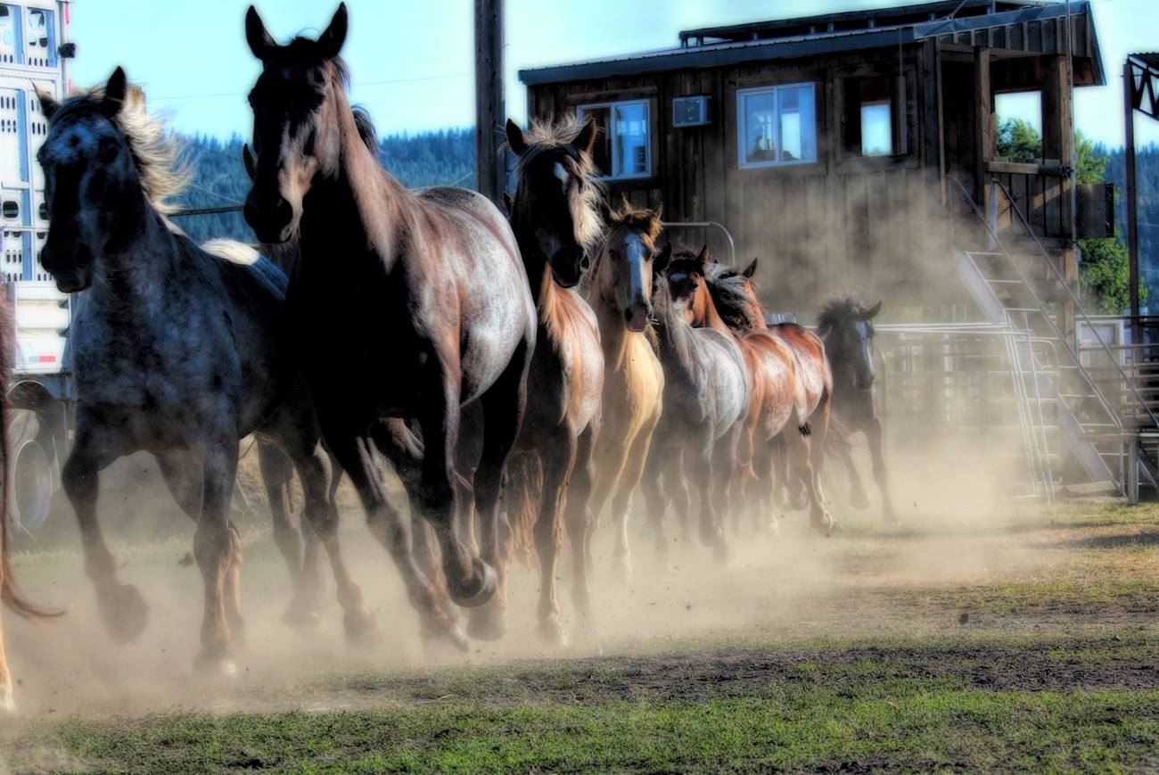 The Elgin Stampede PRCA Rodeo