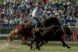 Slack-Steer Roping